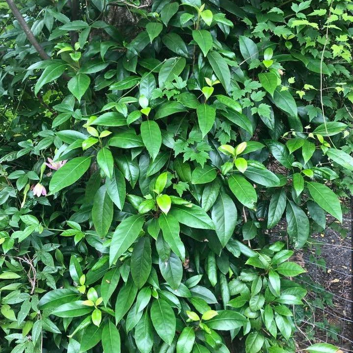 Hydrangea seemanii – Rare Climbing Hydrangea | Yamina Rare Plants Australia
