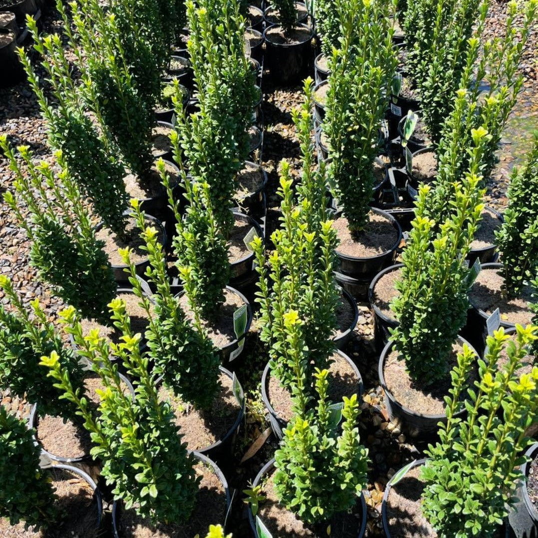 Ilex crenata Fastigiata