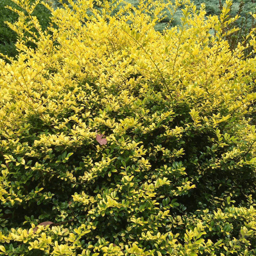 Ilex crenata Golden Gem
