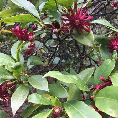 Illicium floridanum