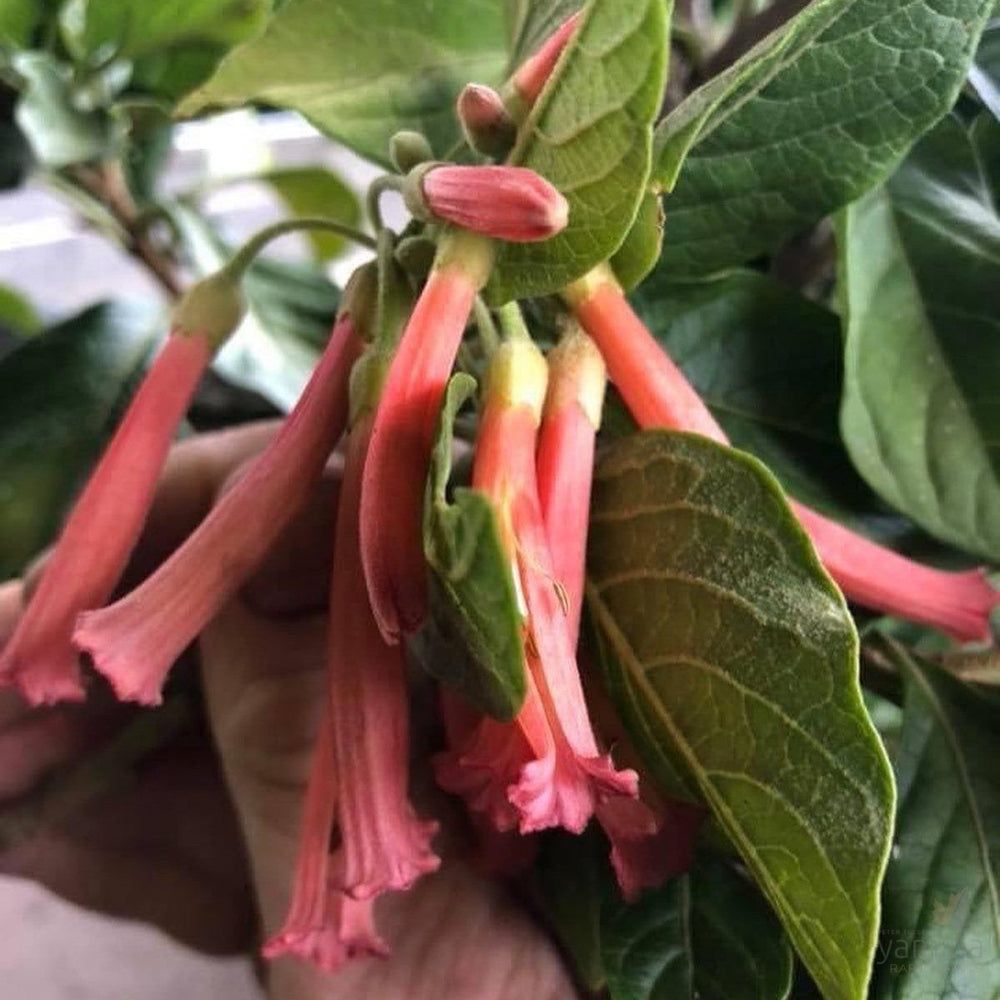 Iochroma coccinea