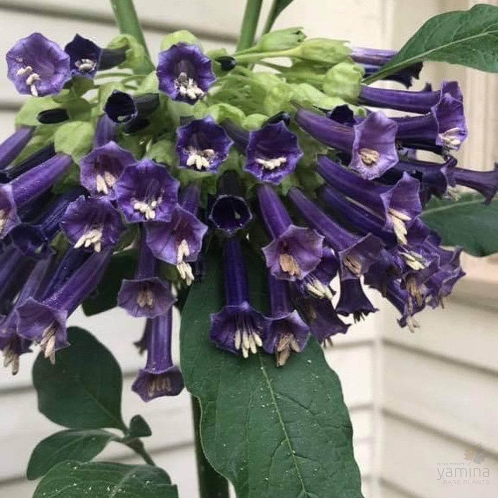 Iochroma cyaneum