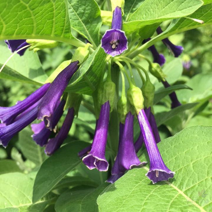 Iochroma cyaneum