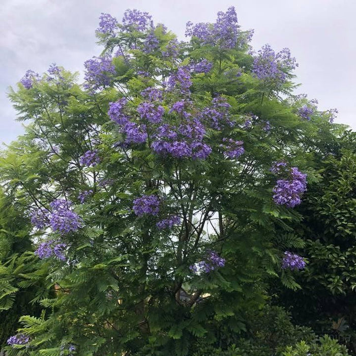 Jacaranda mimosaefolia