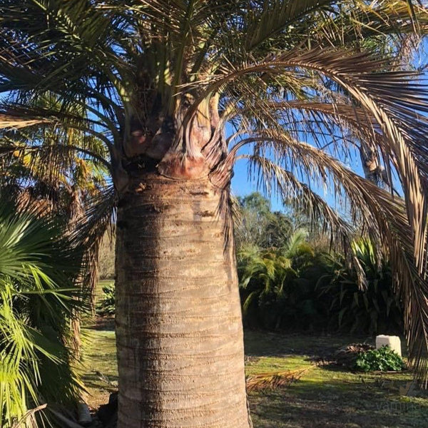 Jubaea chilensis