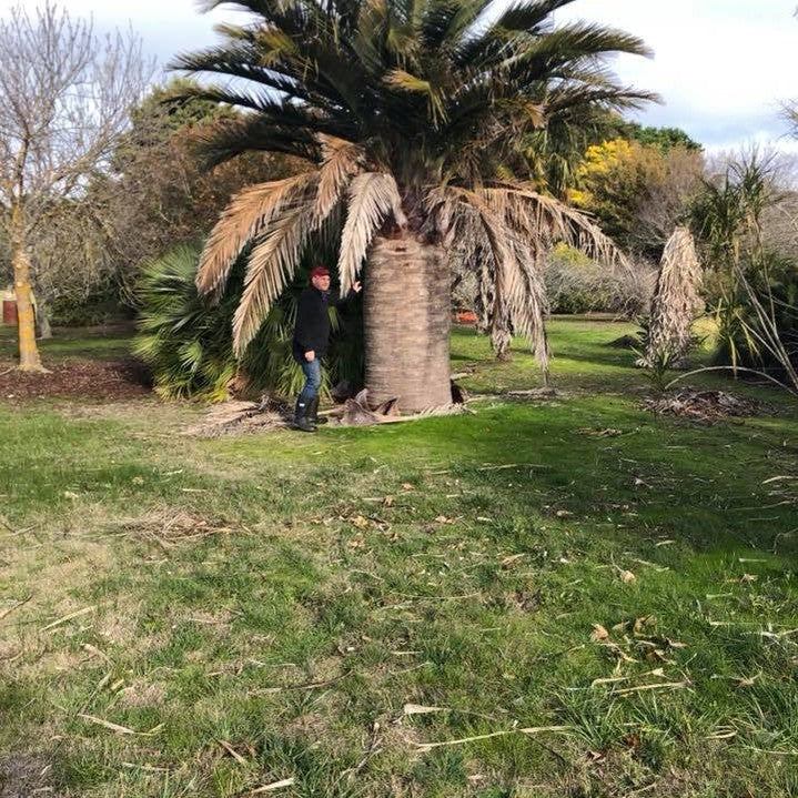 Jubaea chilensis