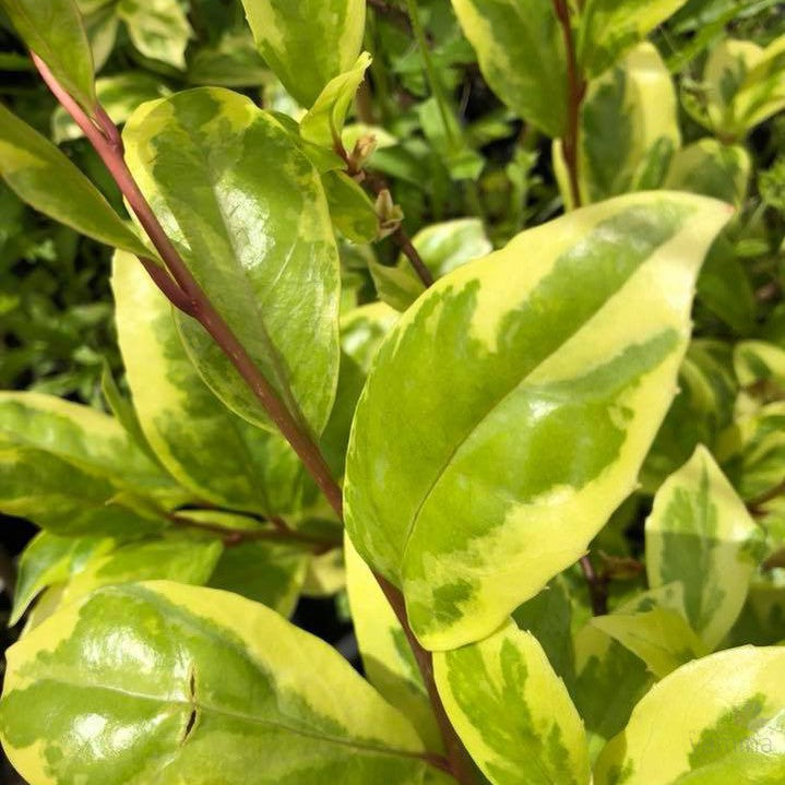 Kadsura japonica Fukurin (variegated)