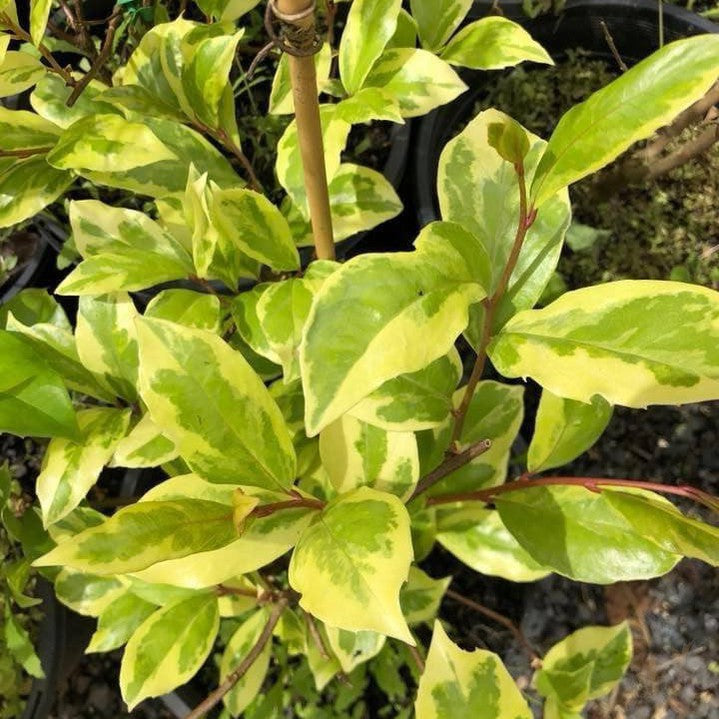Kadsura japonica Fukurin (variegated)