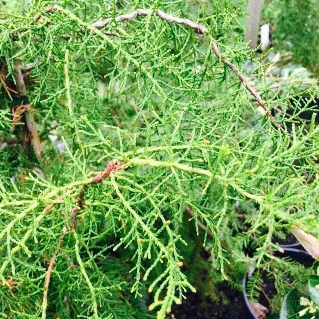 Lagarostrobus franklinii (Huon Pine)