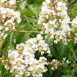 Lagerstroemia indica x L fauriei Natchez
