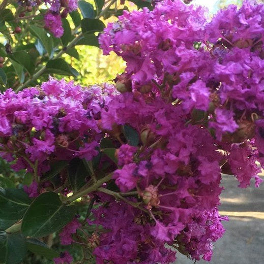 Lagerstroemia indica x L fauriei Zuni