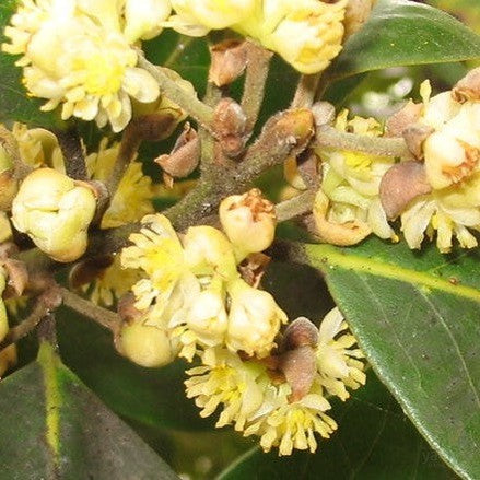 Laurus azorica