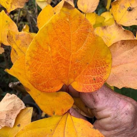 Lindera obtusiloba (Japanese Spicebush)