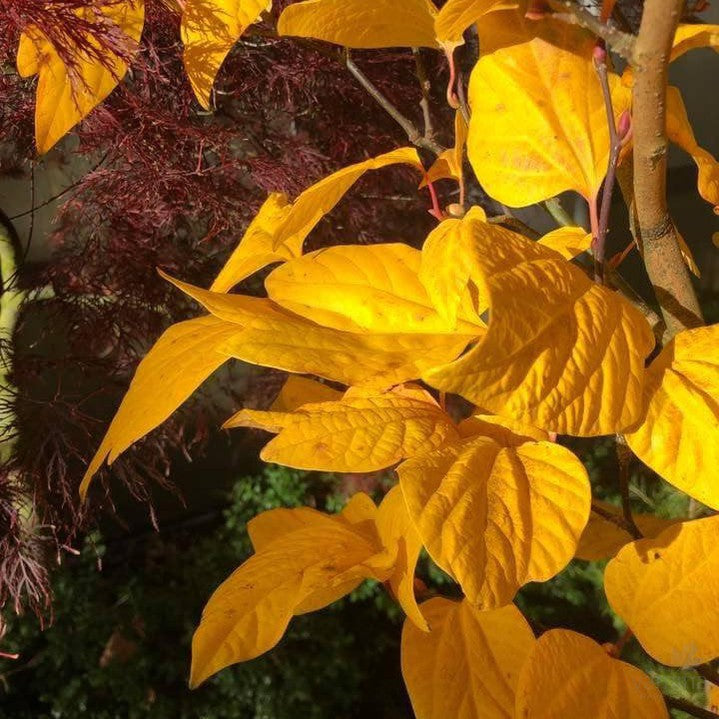 Lindera obtusiloba (Japanese Spicebush)