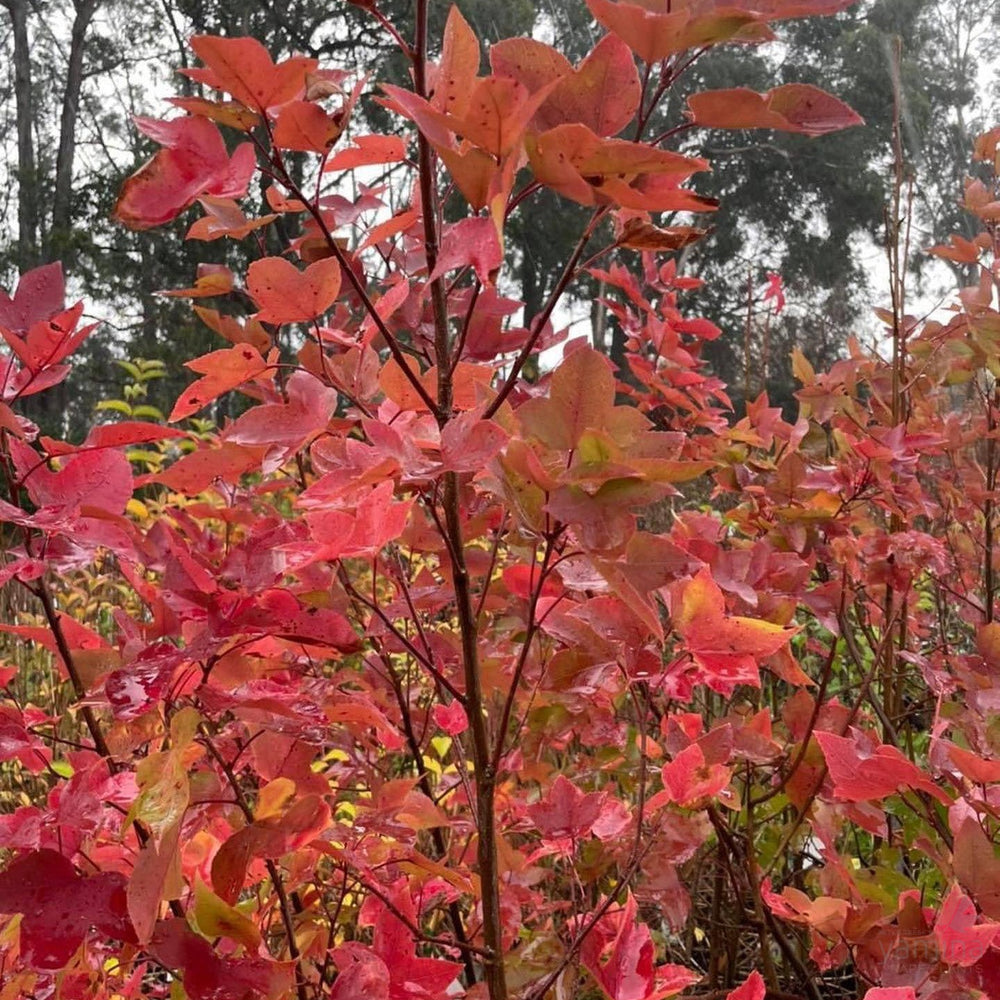 Trees & Shrubs – Page 27