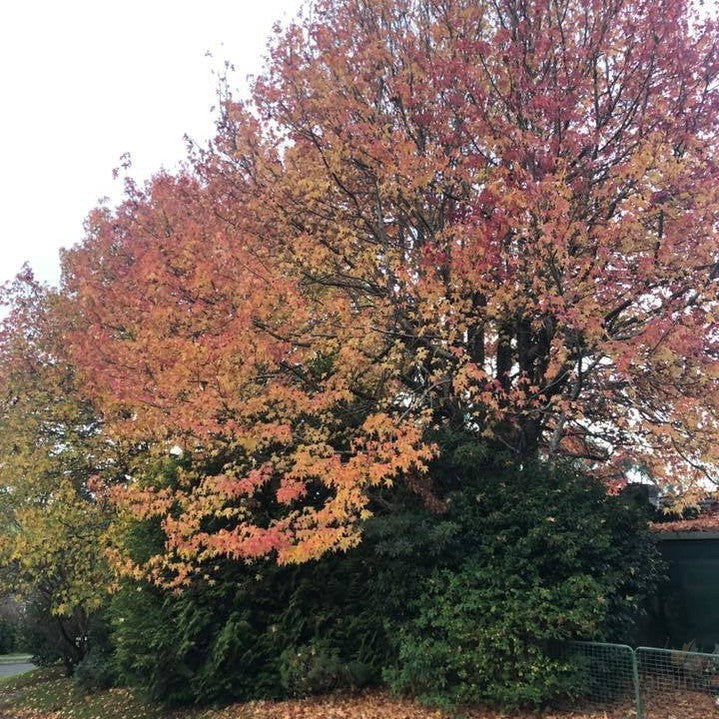 Liquidambar styraciflua