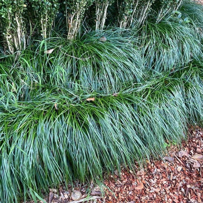 Liriope muscari Emerald Cascade
