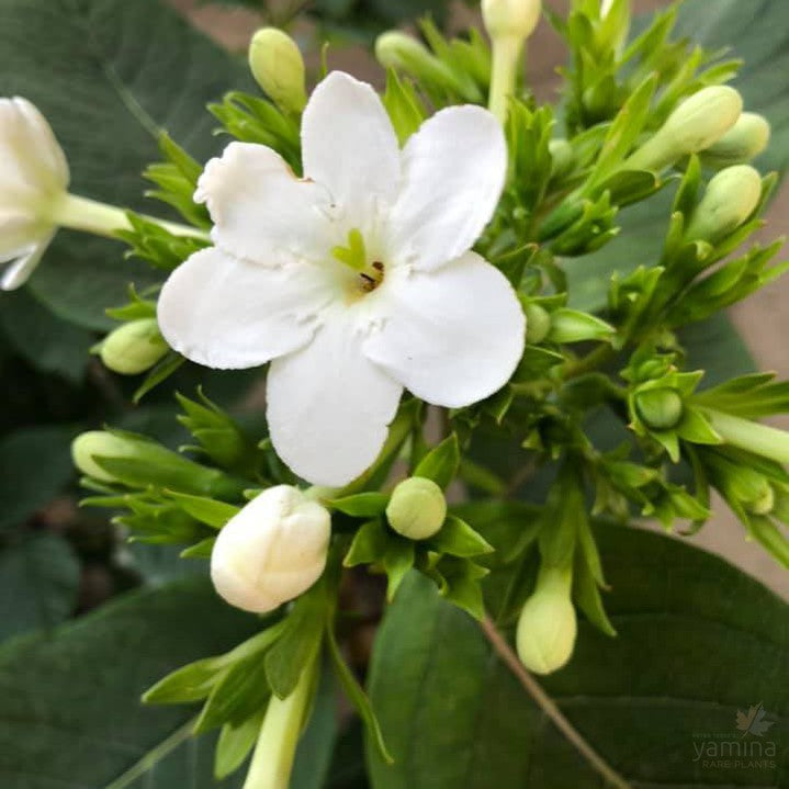Luculia grandifolia