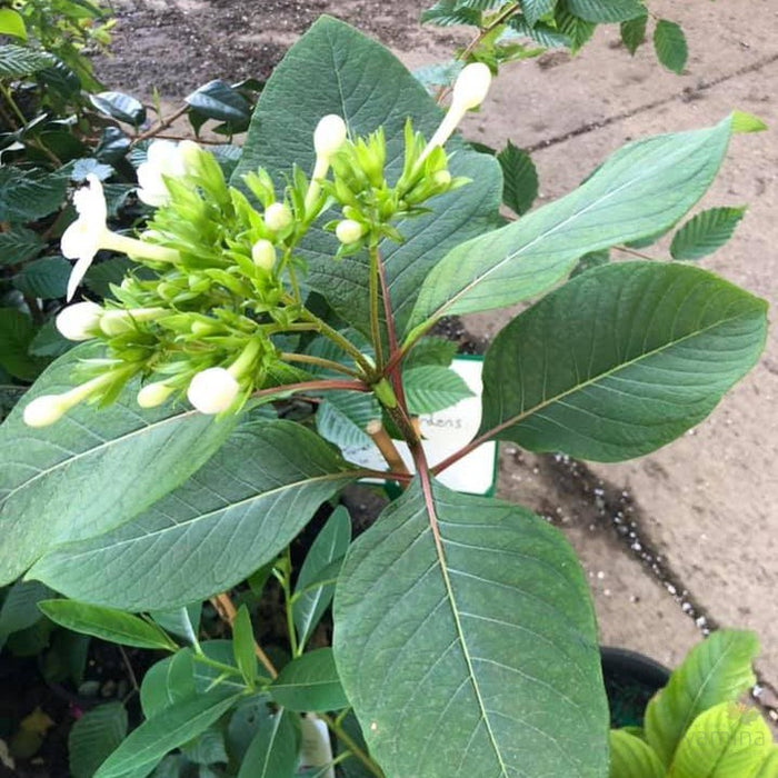 Luculia grandifolia