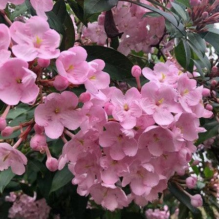 Luculia pinceana Pink Spice – Rare Fragrant Winter Shrub | Yamina Rare ...