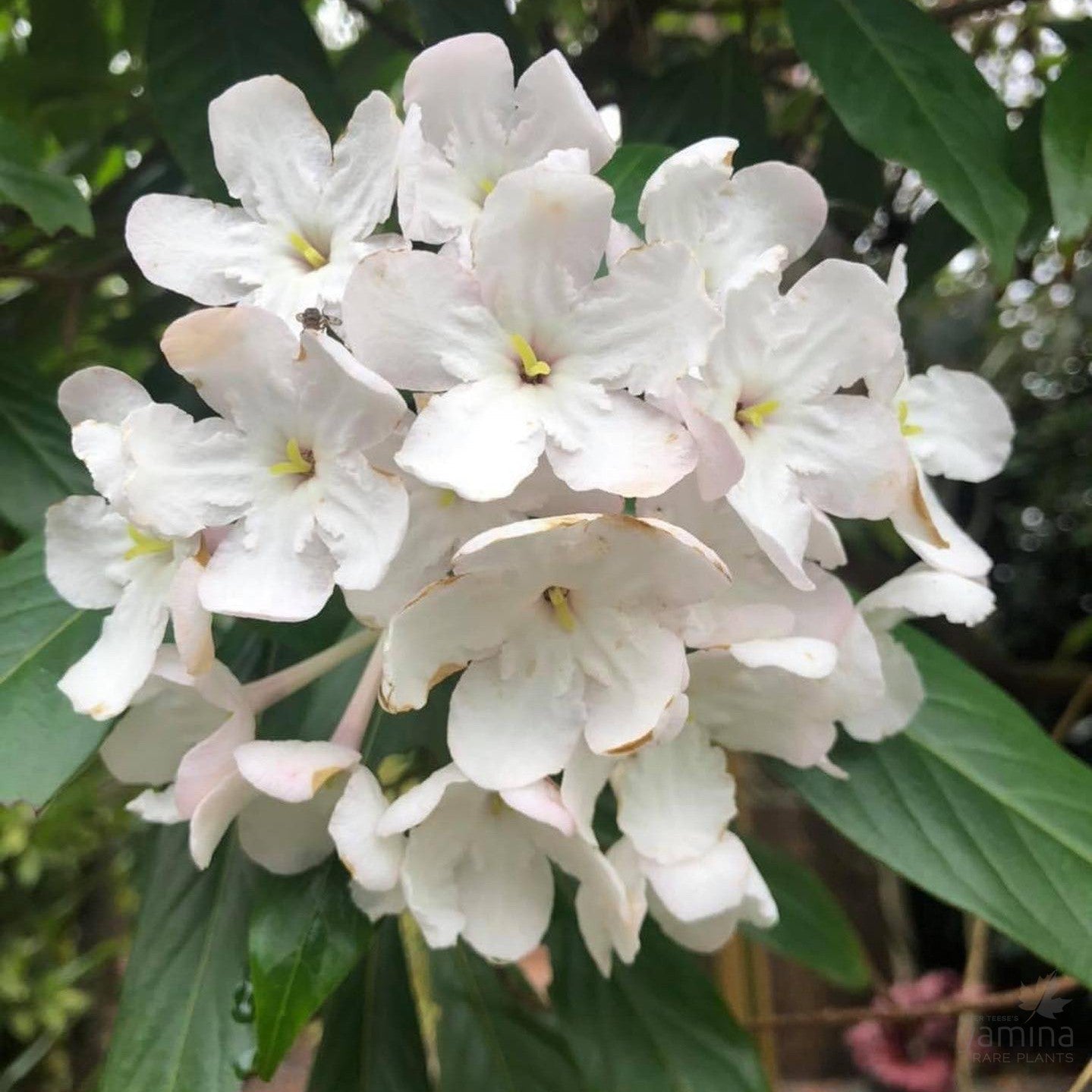 Luculia pinceana White Frills