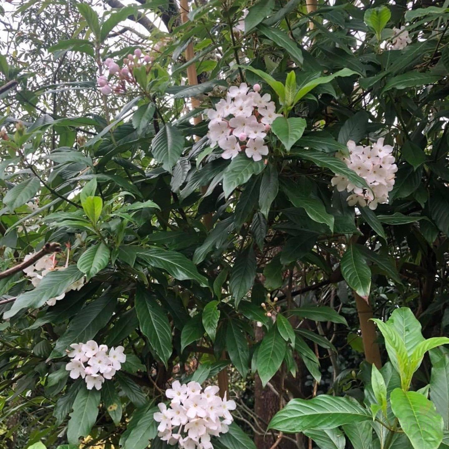 Luculia pinceana White Frills