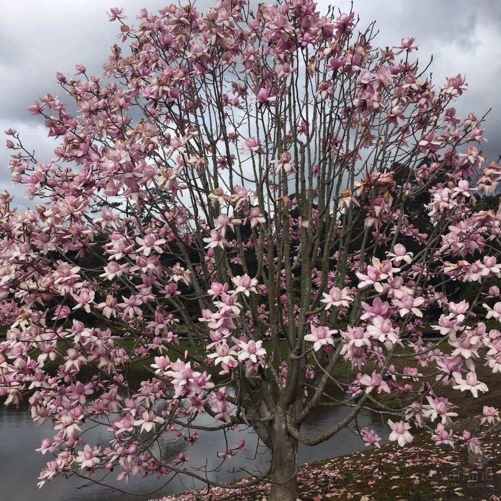 Magnolias