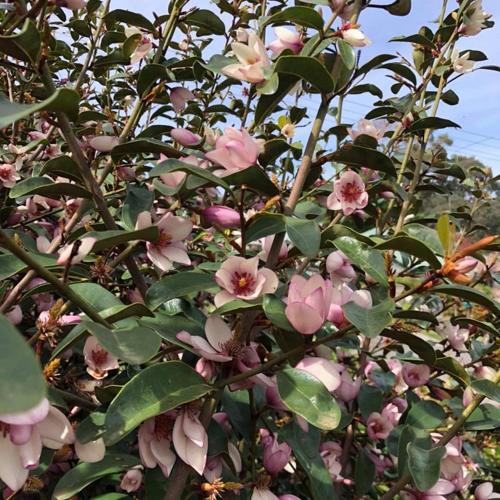 Magnolia doltsopa x figo Pink Pearl