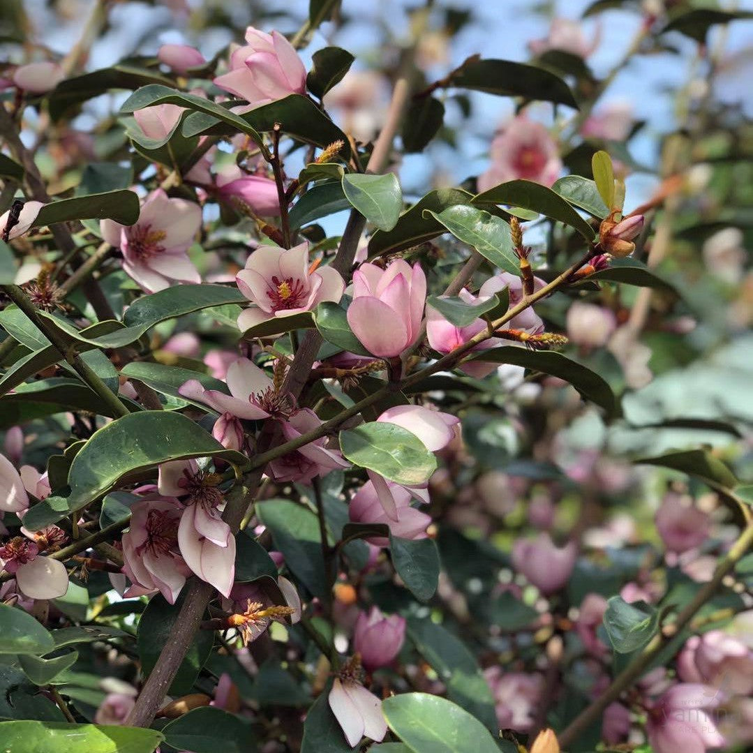 Magnolia doltsopa x figo Pink Pearl