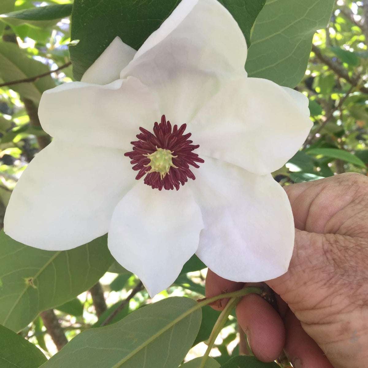 Magnolia wilsonii