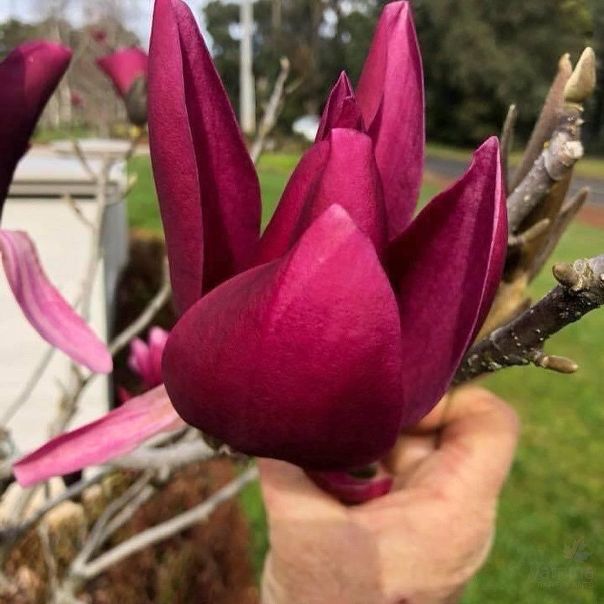 Magnolia x Burgundy Star