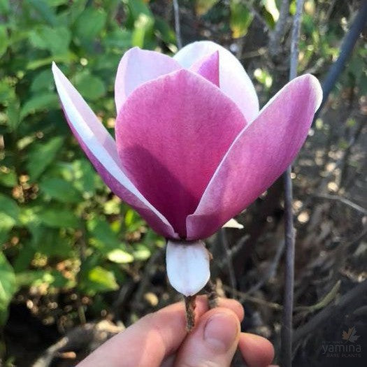 Magnolia x Cameo