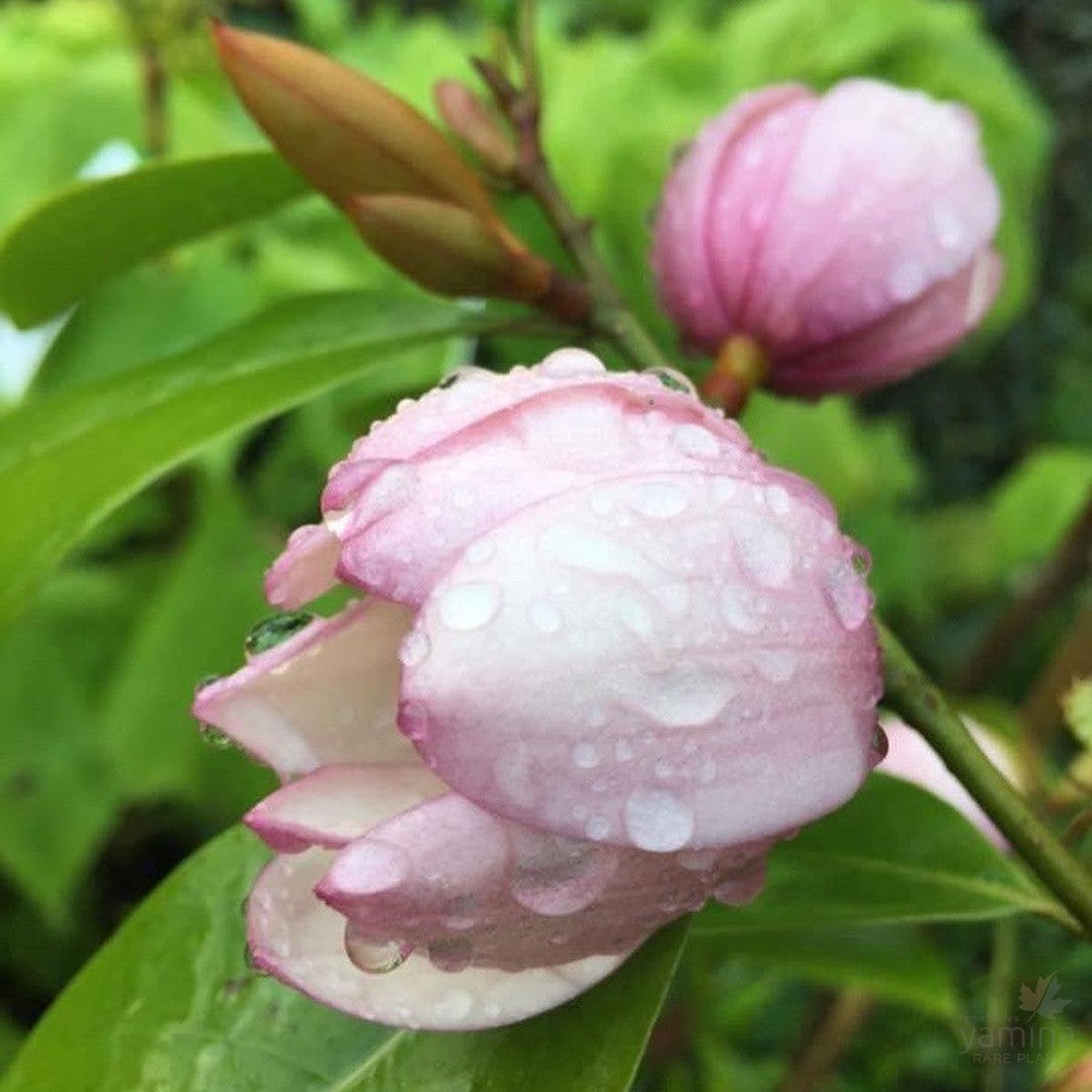 Magnolia x Fairy Blush