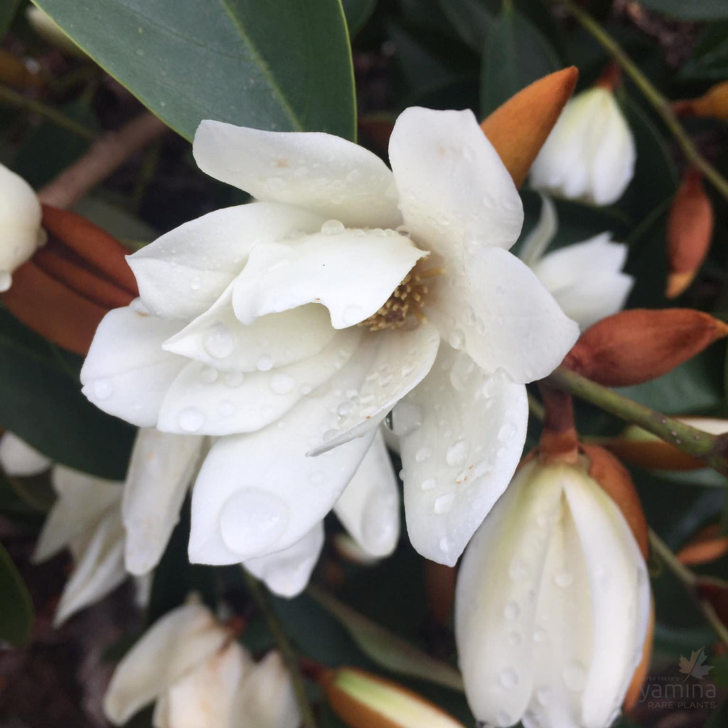 Magnolia x Fairy White