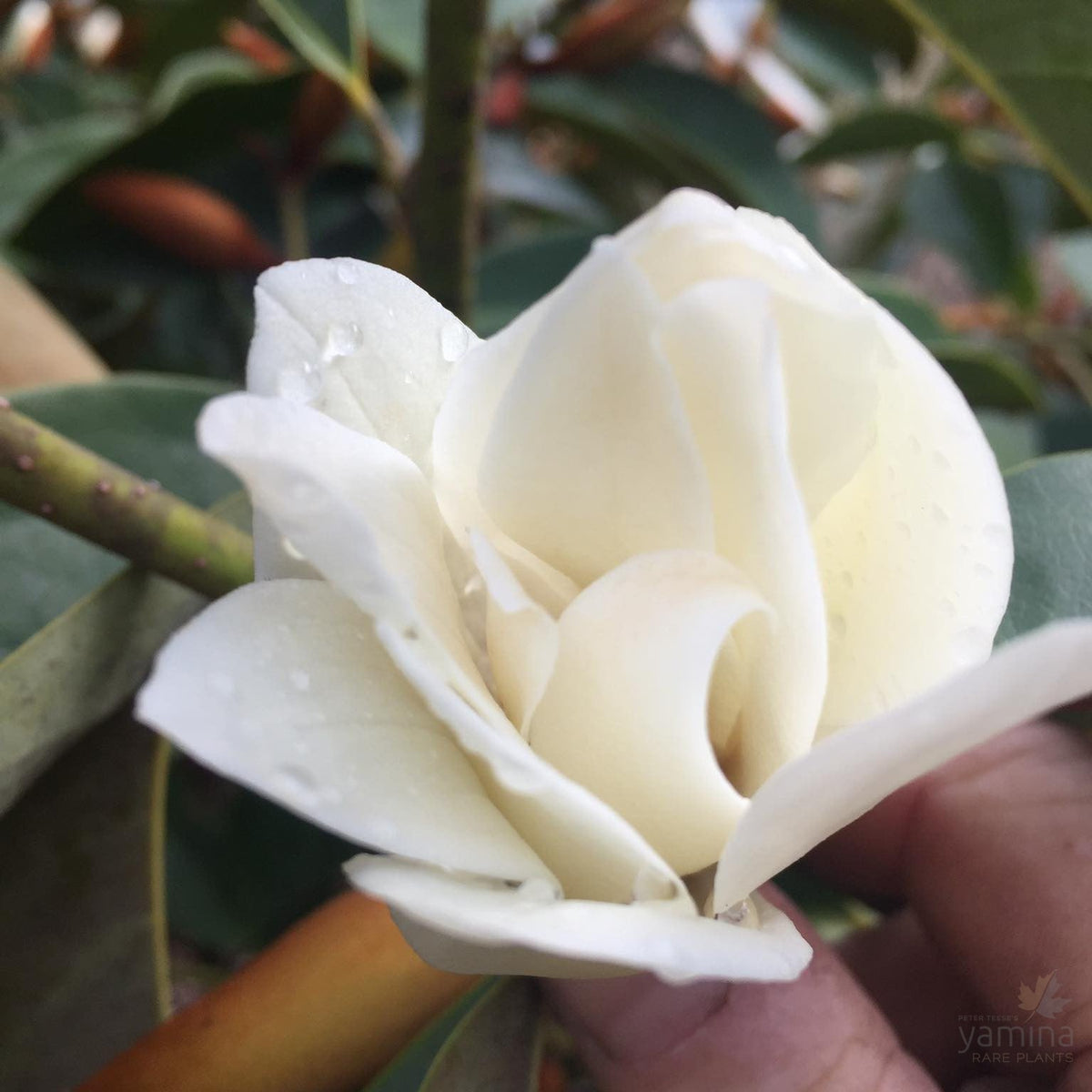 Magnolia x Fairy White