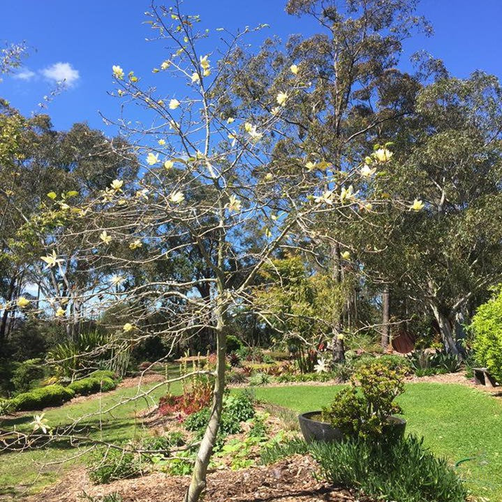 Magnolia x Gold Star