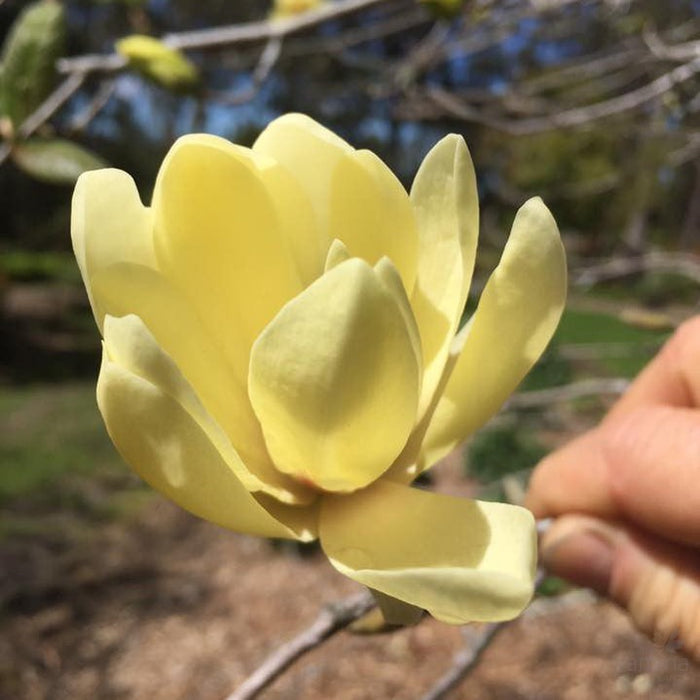 Magnolia x Gold Star