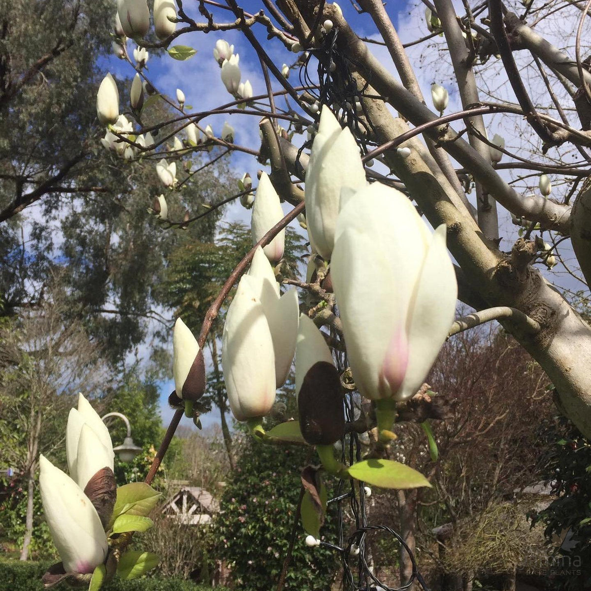 Magnolia x Manchu Fan