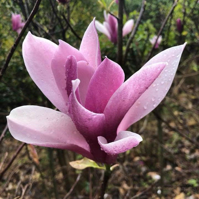 Magnolia x Royal Crown