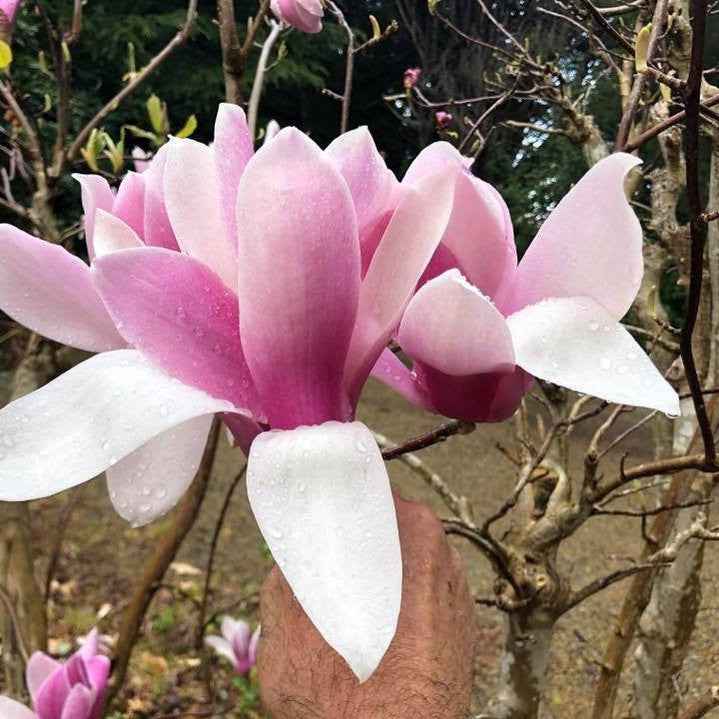 Magnolia x Royal Crown