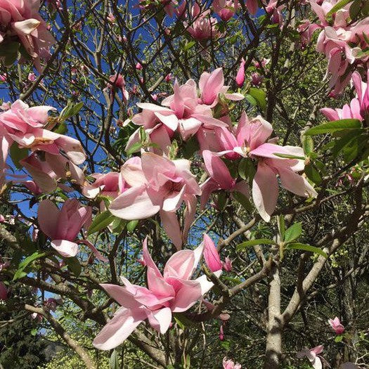 Magnolia x Star Wars