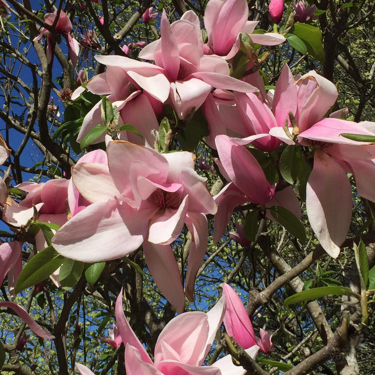 Magnolia x Star Wars