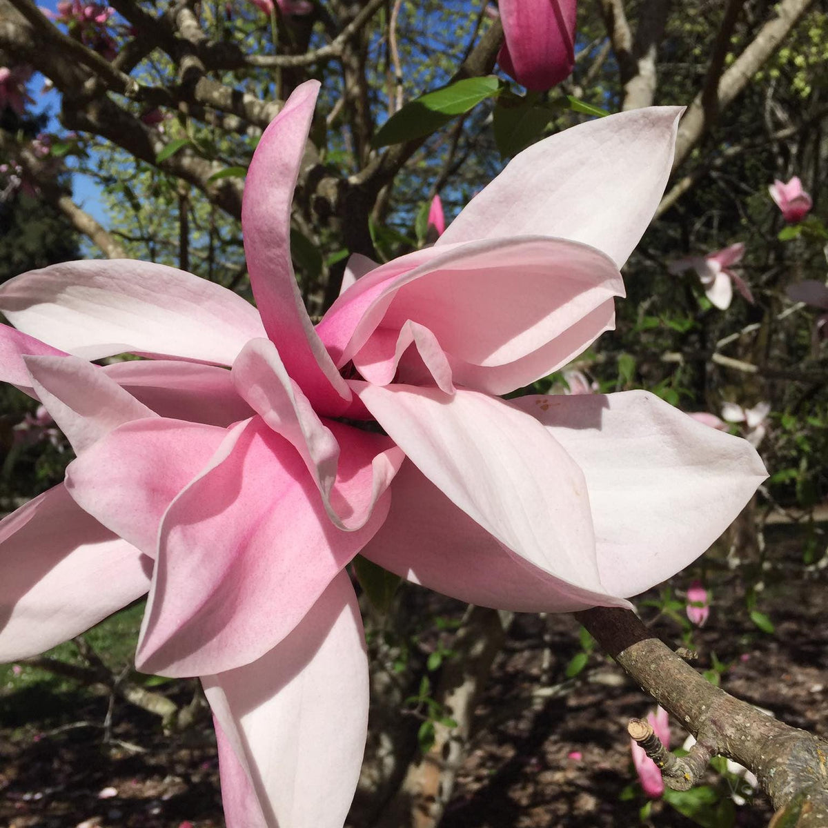 Magnolia x Star Wars