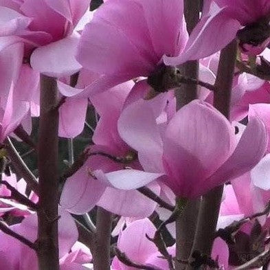 Magnolia x Sweetheart