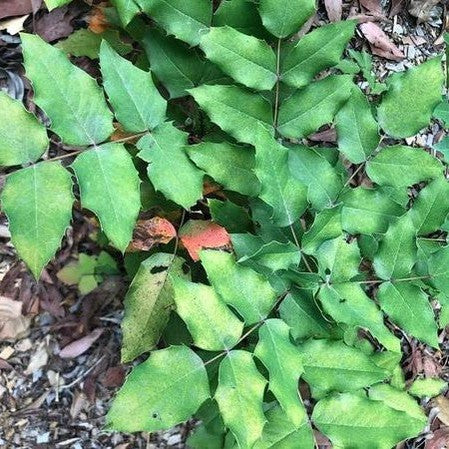 Mahonia x wagneri Moseri