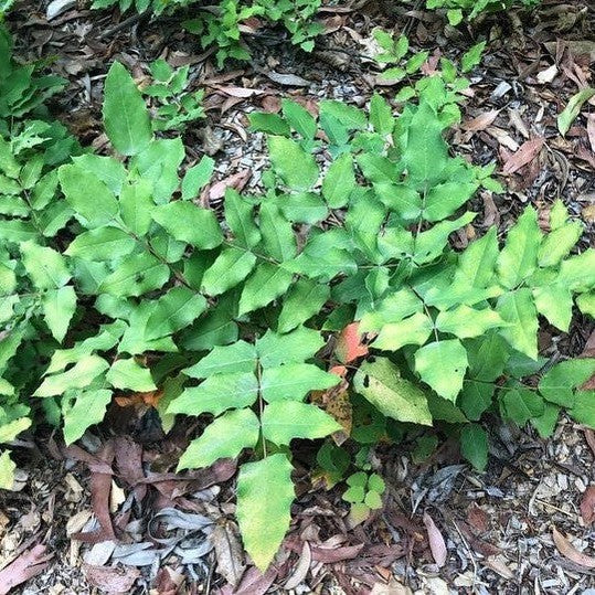Mahonia x wagneri Moseri