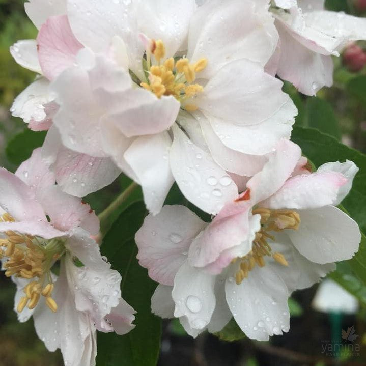 Malus ioensis Plena