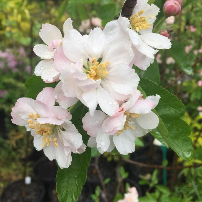Malus ioensis Plena
