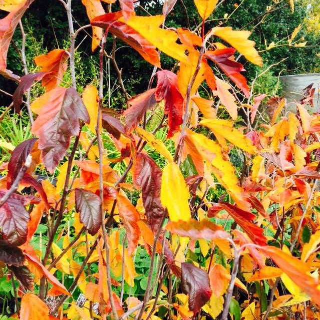 Malus ioensis Plena