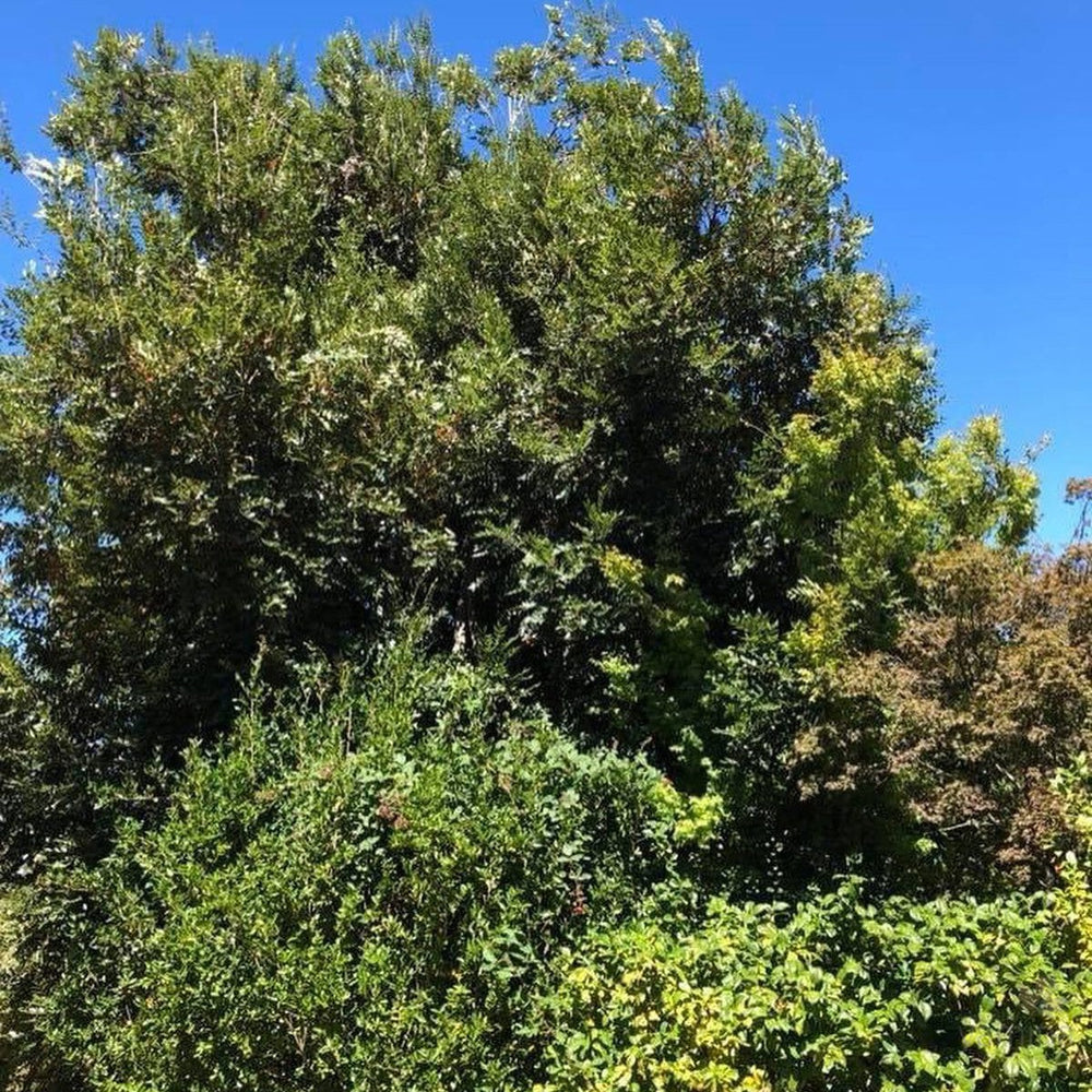 Nothofagus moorei